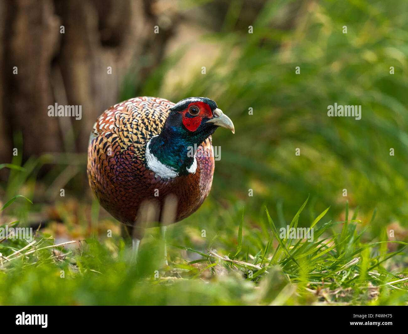 Beautiful Male Common British Pheasant (Phasianus colchicus) foraging ...