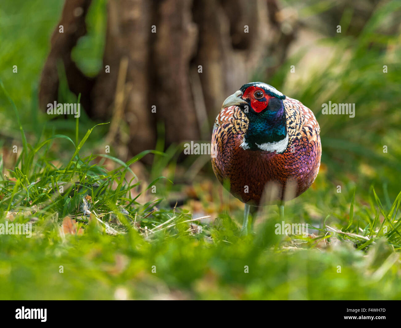 Beautiful Male Common British Pheasant (Phasianus colchicus) foraging ...