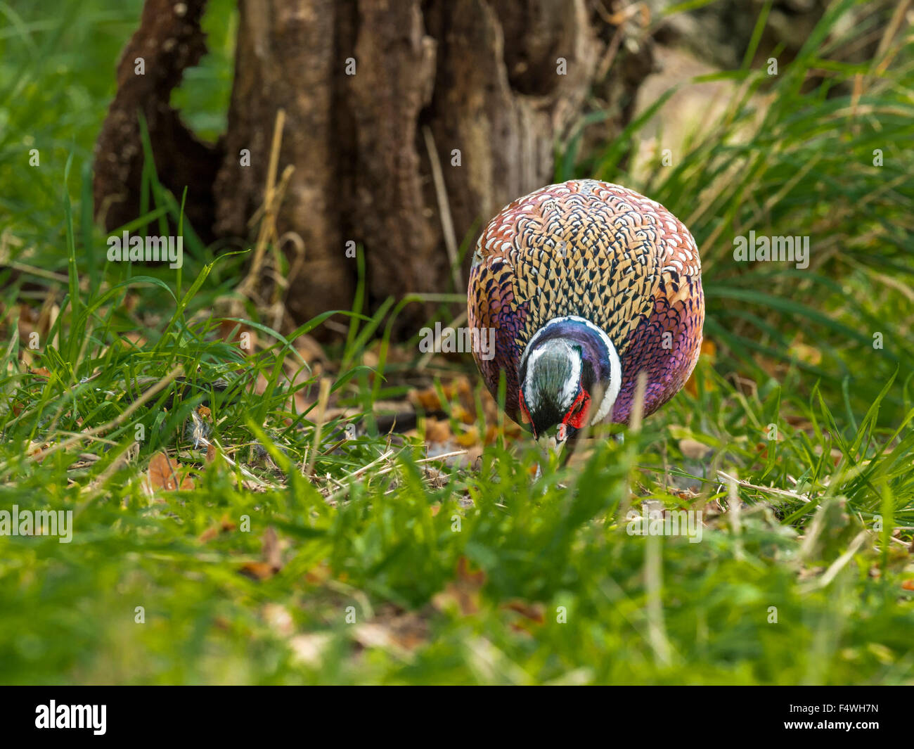 Beautiful Male Common British Pheasant (Phasianus colchicus) foraging ...