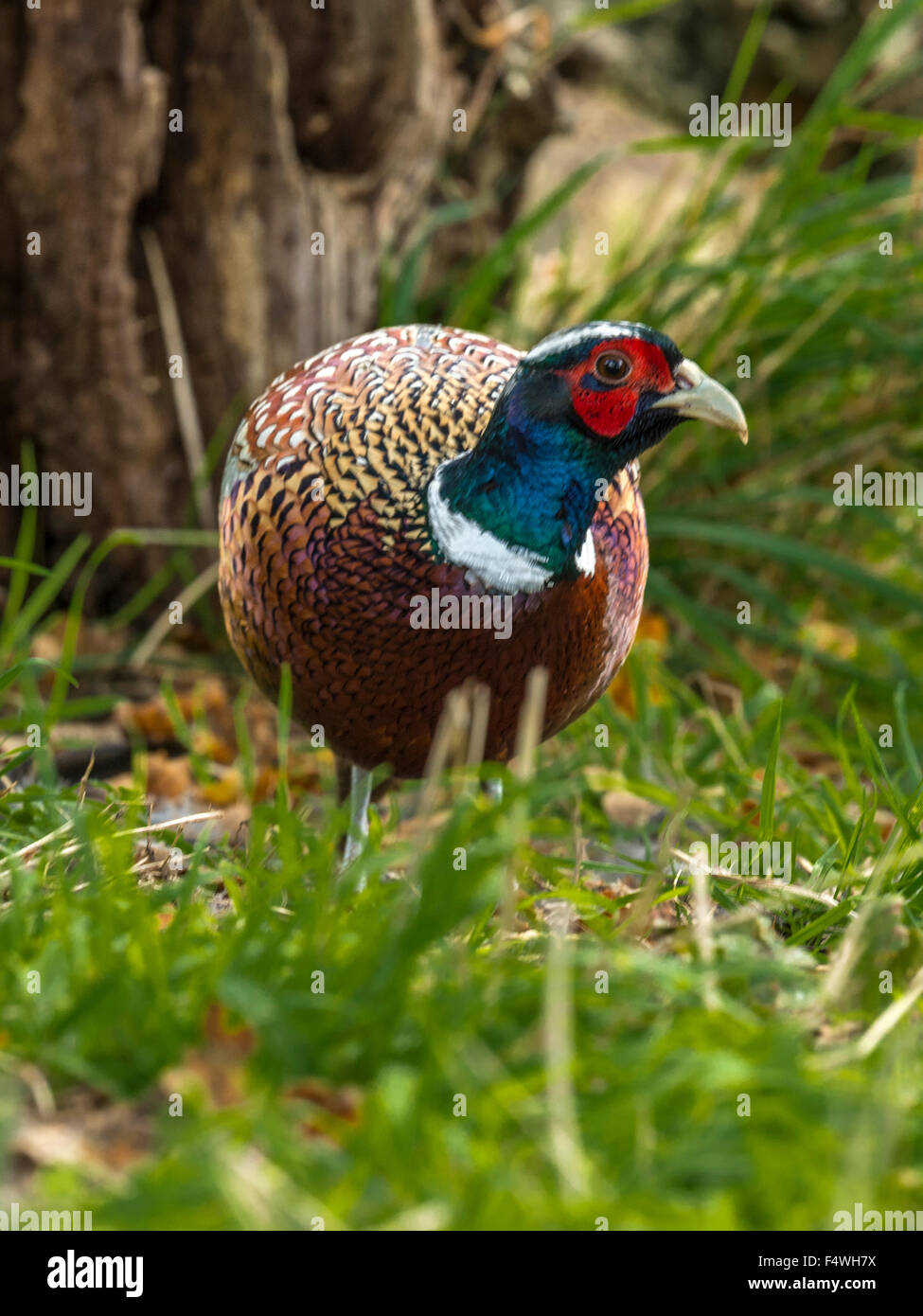 Beautiful Male Common British Pheasant (Phasianus colchicus) foraging ...