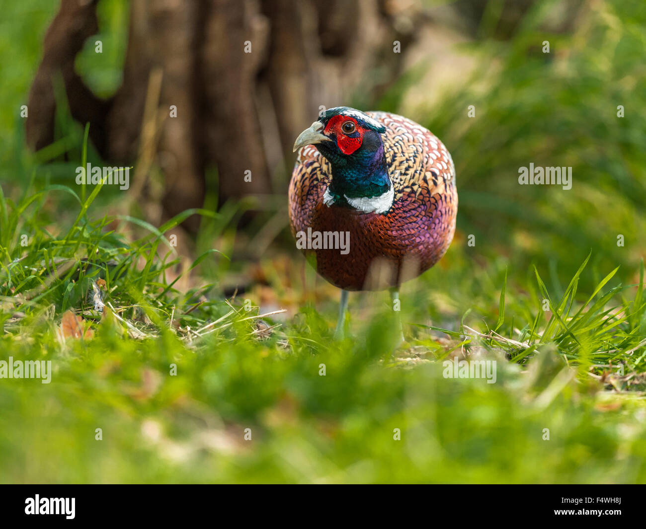 Beautiful Male Common British Pheasant (Phasianus colchicus) foraging ...