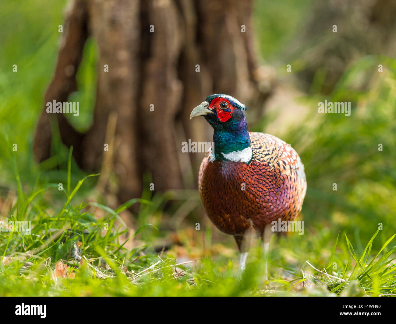 Beautiful Male Common British Pheasant (Phasianus colchicus) foraging ...