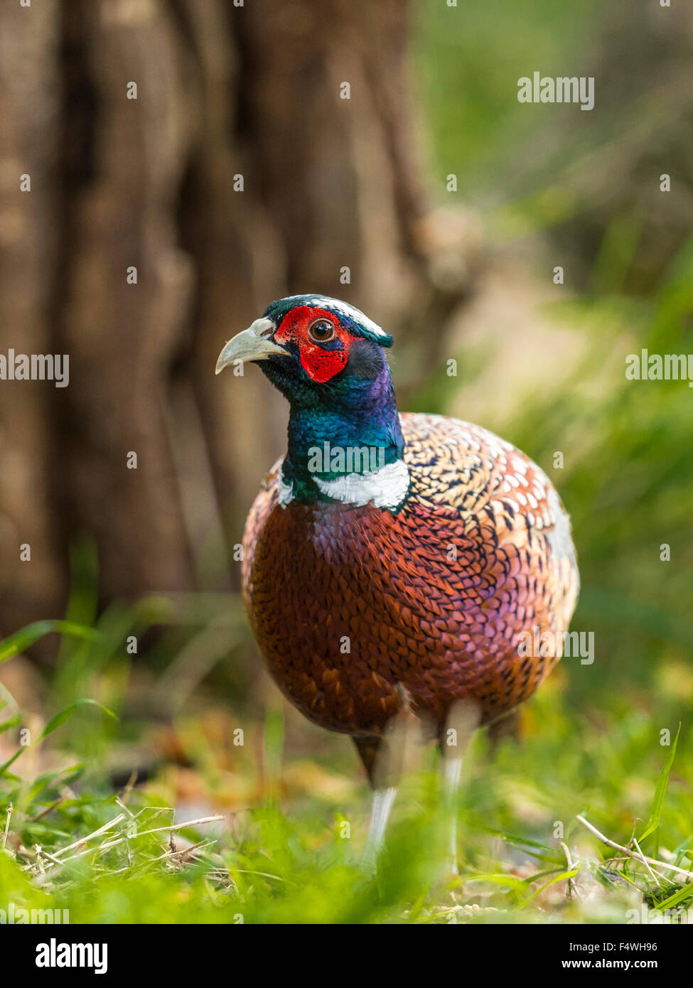 Beautiful Male Common British Pheasant (Phasianus colchicus) foraging ...