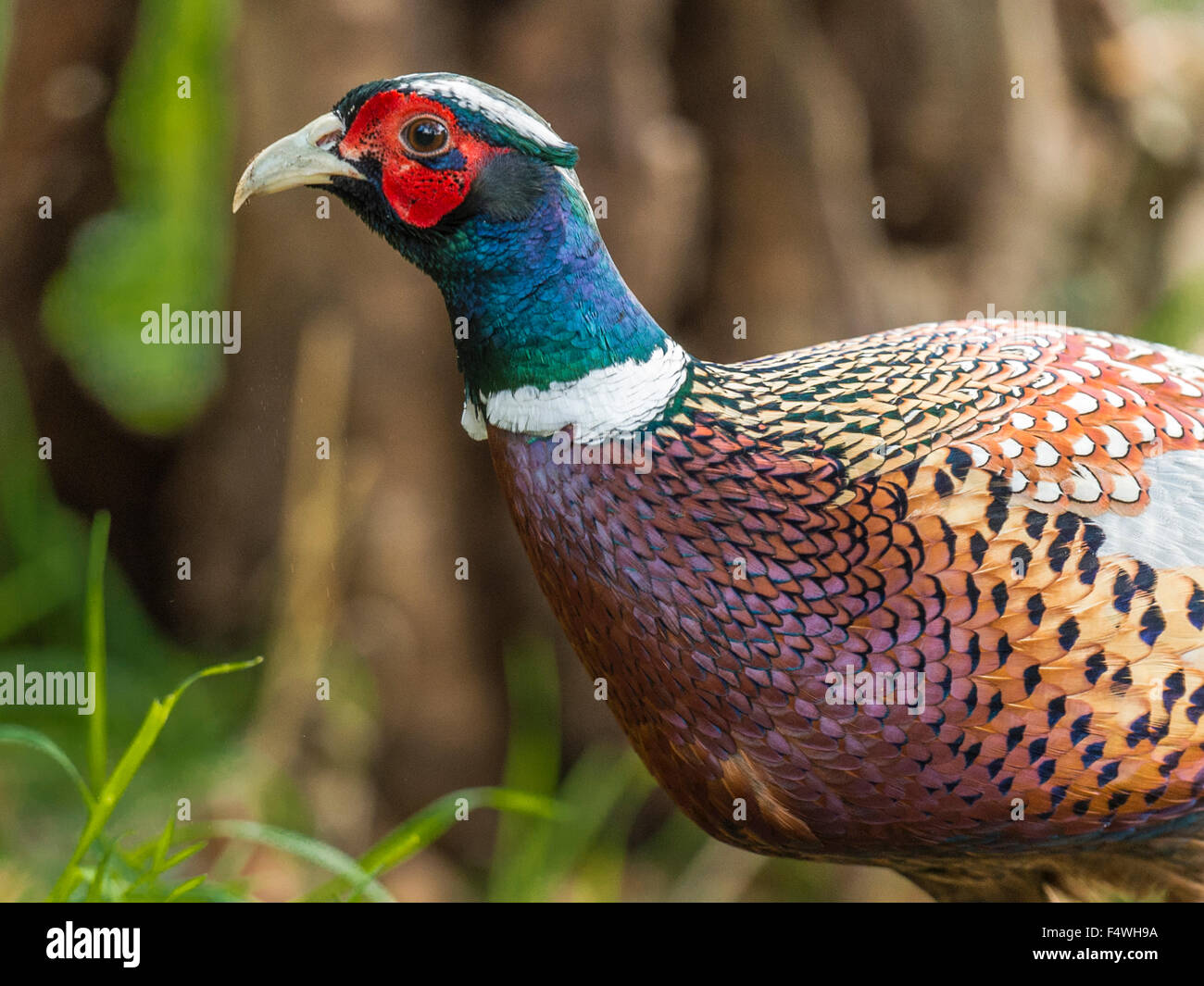 Beautiful Male Common British Pheasant (Phasianus colchicus) foraging ...
