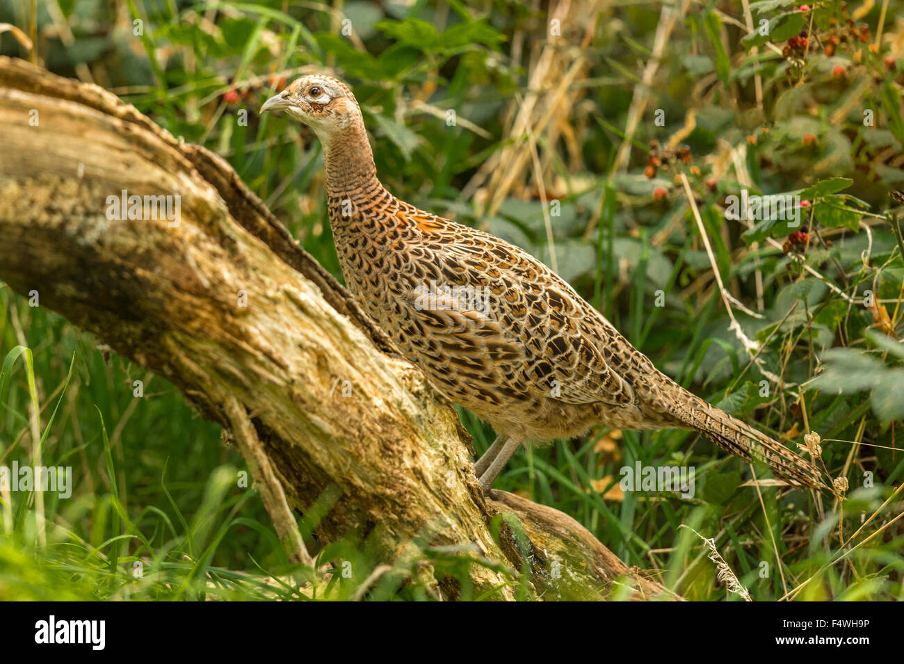 Beautiful Female Common British Pheasant (Phasianus colchicus) foraging ...