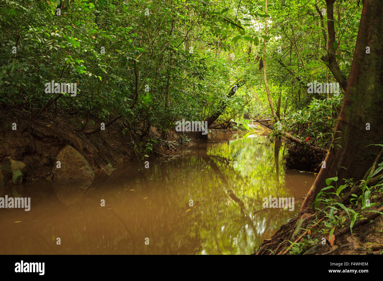 Small jungle river in borneo Stock Photo - Alamy