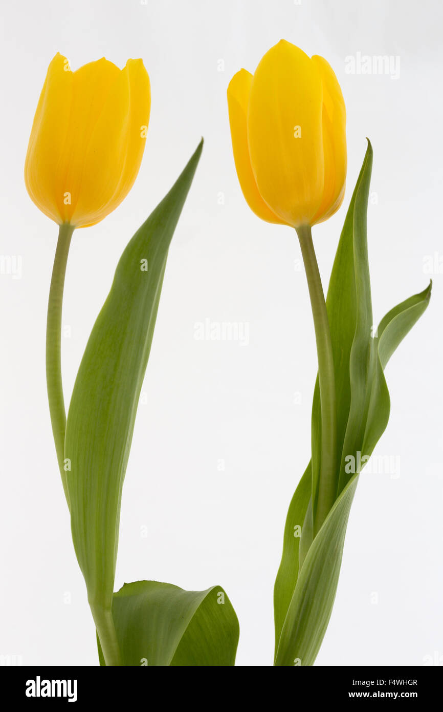 two yellow tulips against a pale background Stock Photo - Alamy