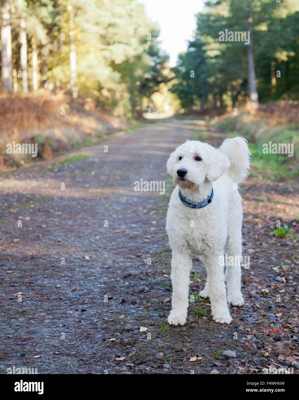 White light colored labradoodle Labrador poodle cross dog Stock Photo ...