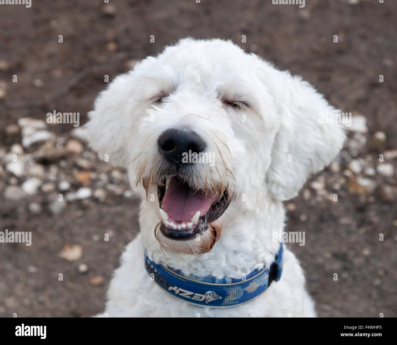 White light colored labradoodle Labrador poodle cross dog Stock Photo ...
