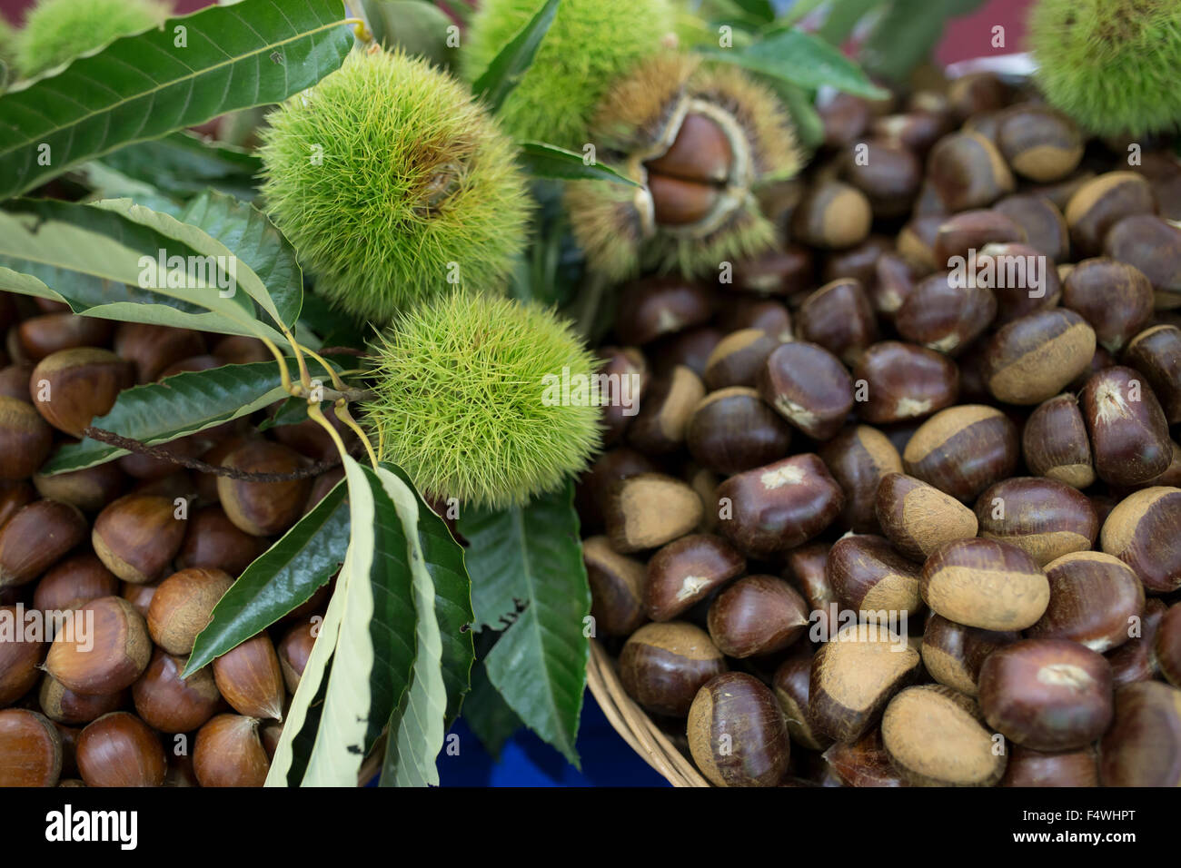 chestnut, close-up, crop, farm Stock Photo - Alamy