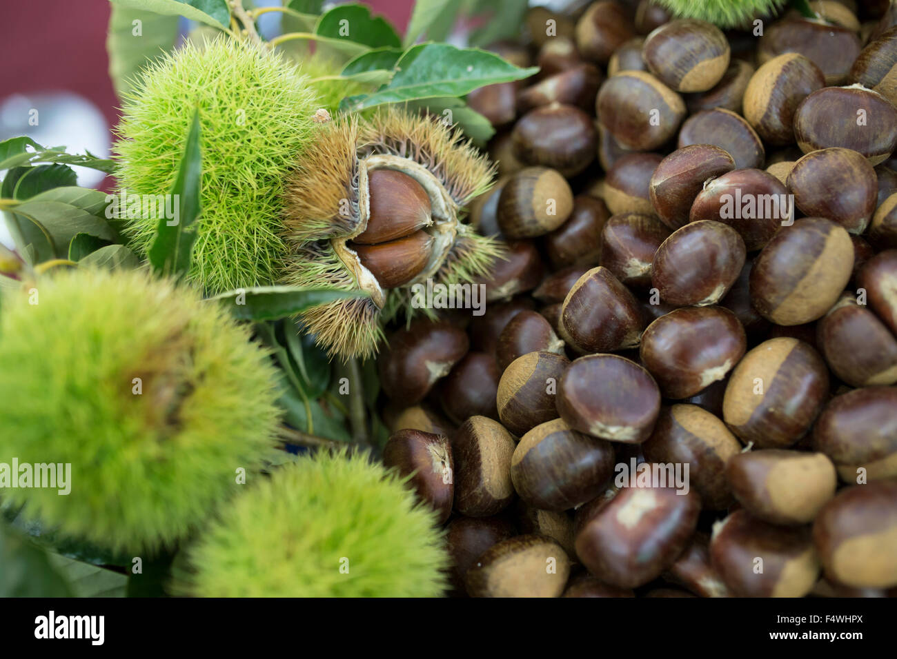 chestnut, close-up, crop, farm Stock Photo - Alamy