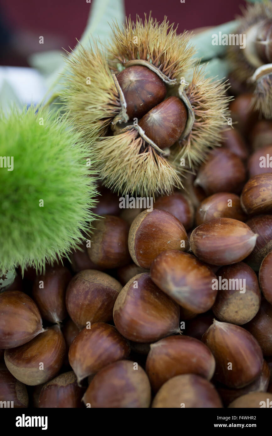 chestnut, close-up, crop, farm Stock Photo - Alamy