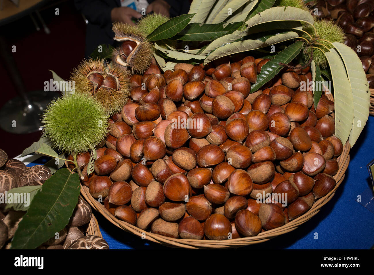 Chestnut farm hi-res stock photography and images - Alamy