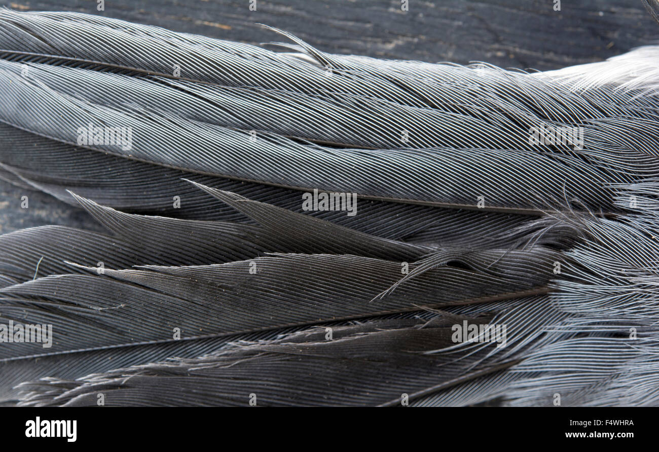 BUCKS GARDEN; GREAT TIT (PARUS MAJOR) WING FEATHERS Stock Photo - Alamy