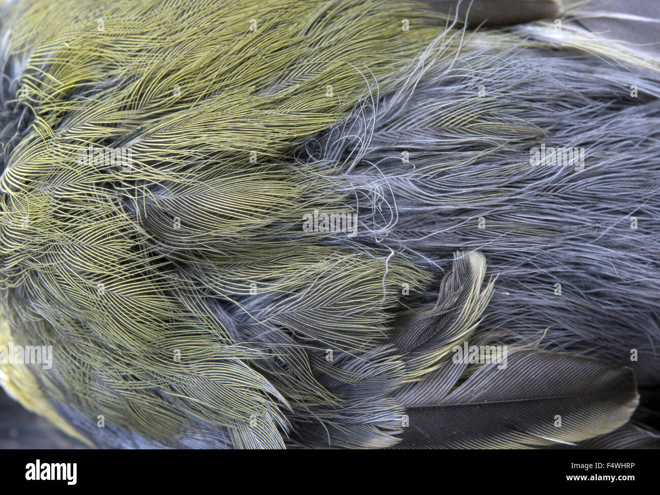 BUCKS GARDEN; GREAT TIT (PARUS MAJOR) BACK FEATHERS Stock Photo - Alamy