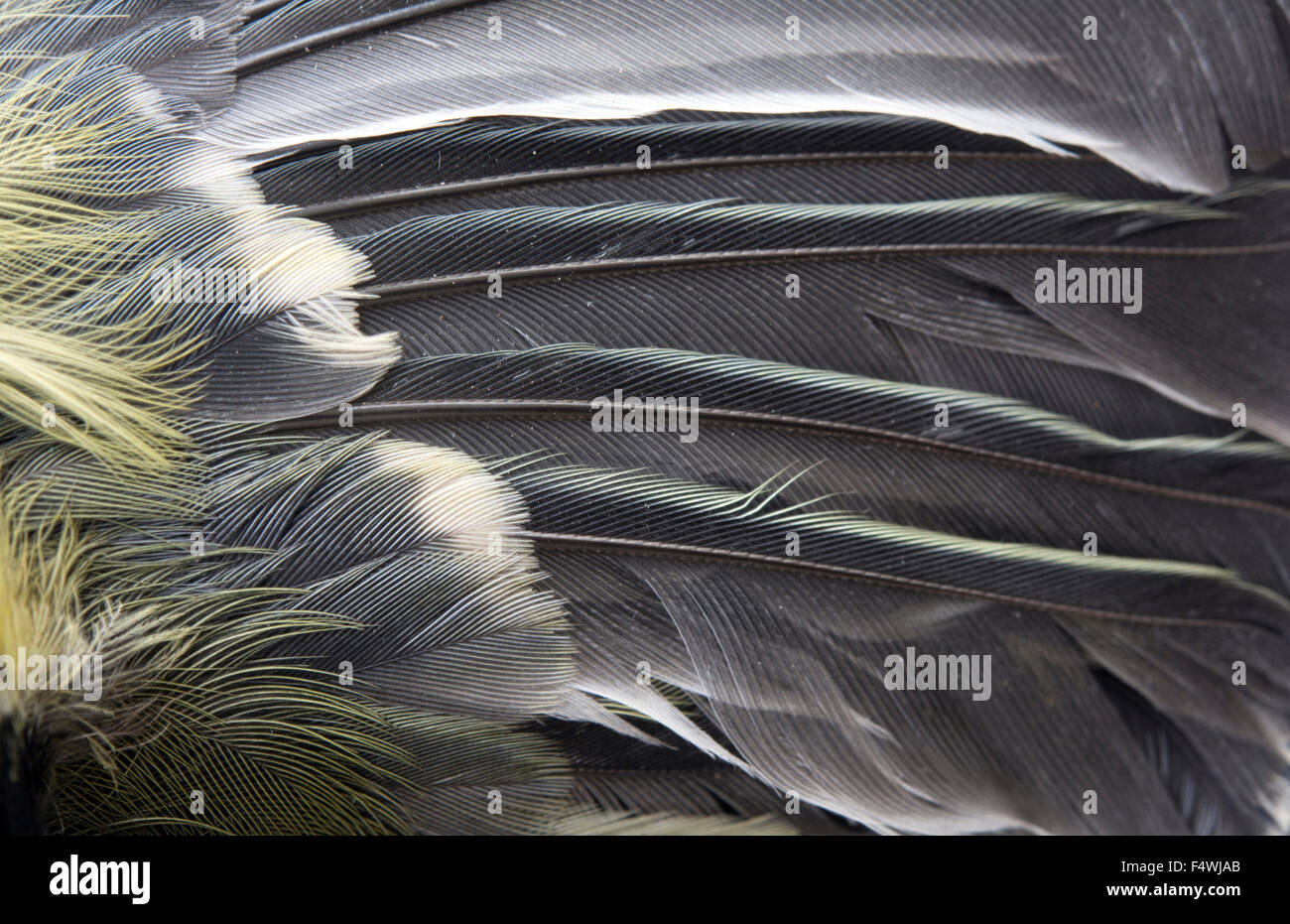 BUCKS GARDEN; GREAT TIT (PARUS MAJOR) WING FEATHERS Stock Photo - Alamy