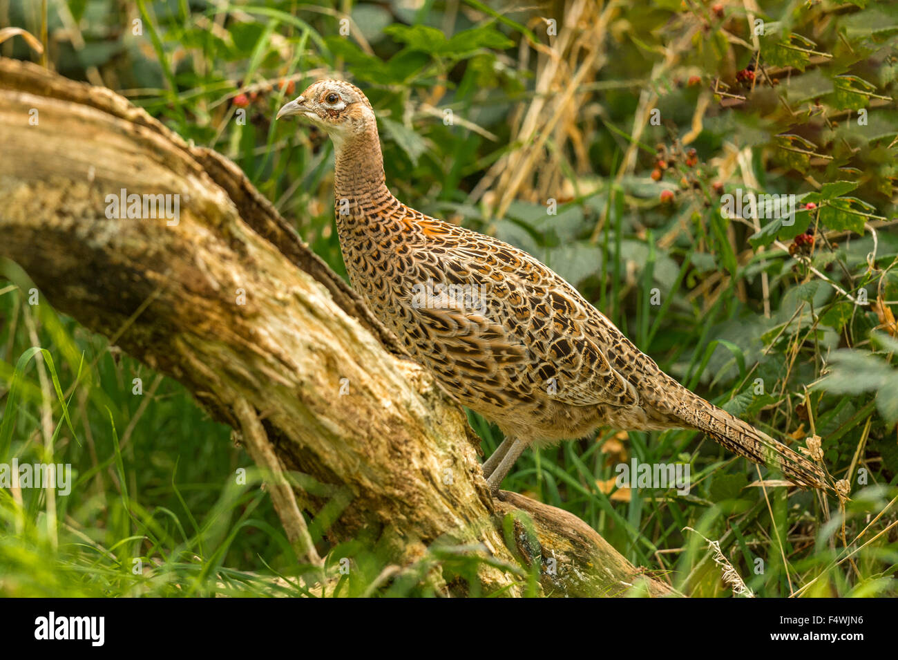 Beautiful Female Common British Pheasant (Phasianus colchicus) foraging ...