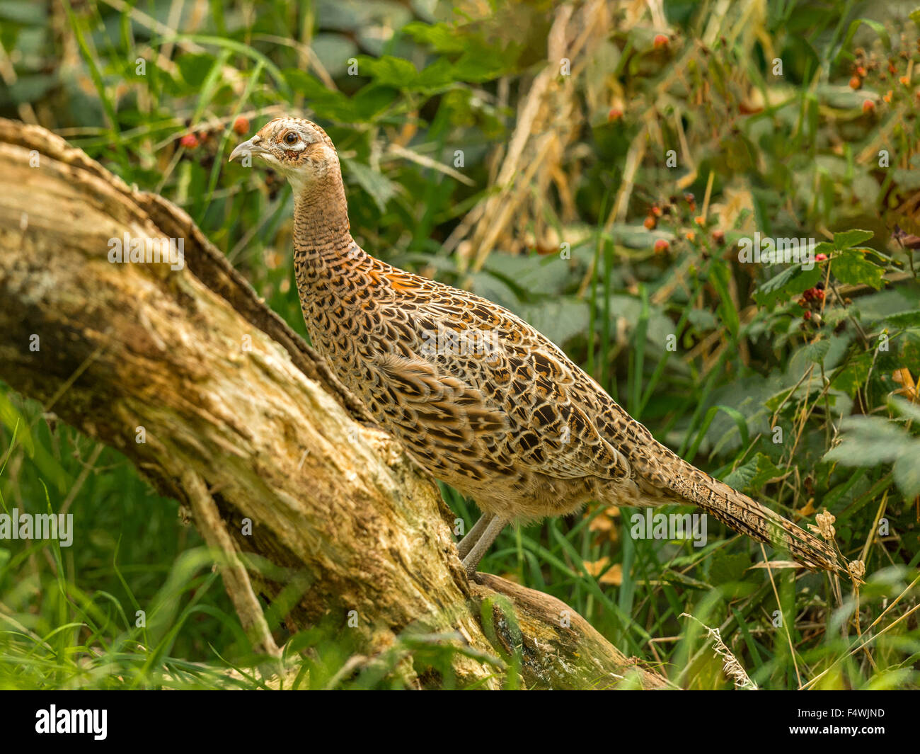 Beautiful Female Common British Pheasant (Phasianus colchicus) foraging ...
