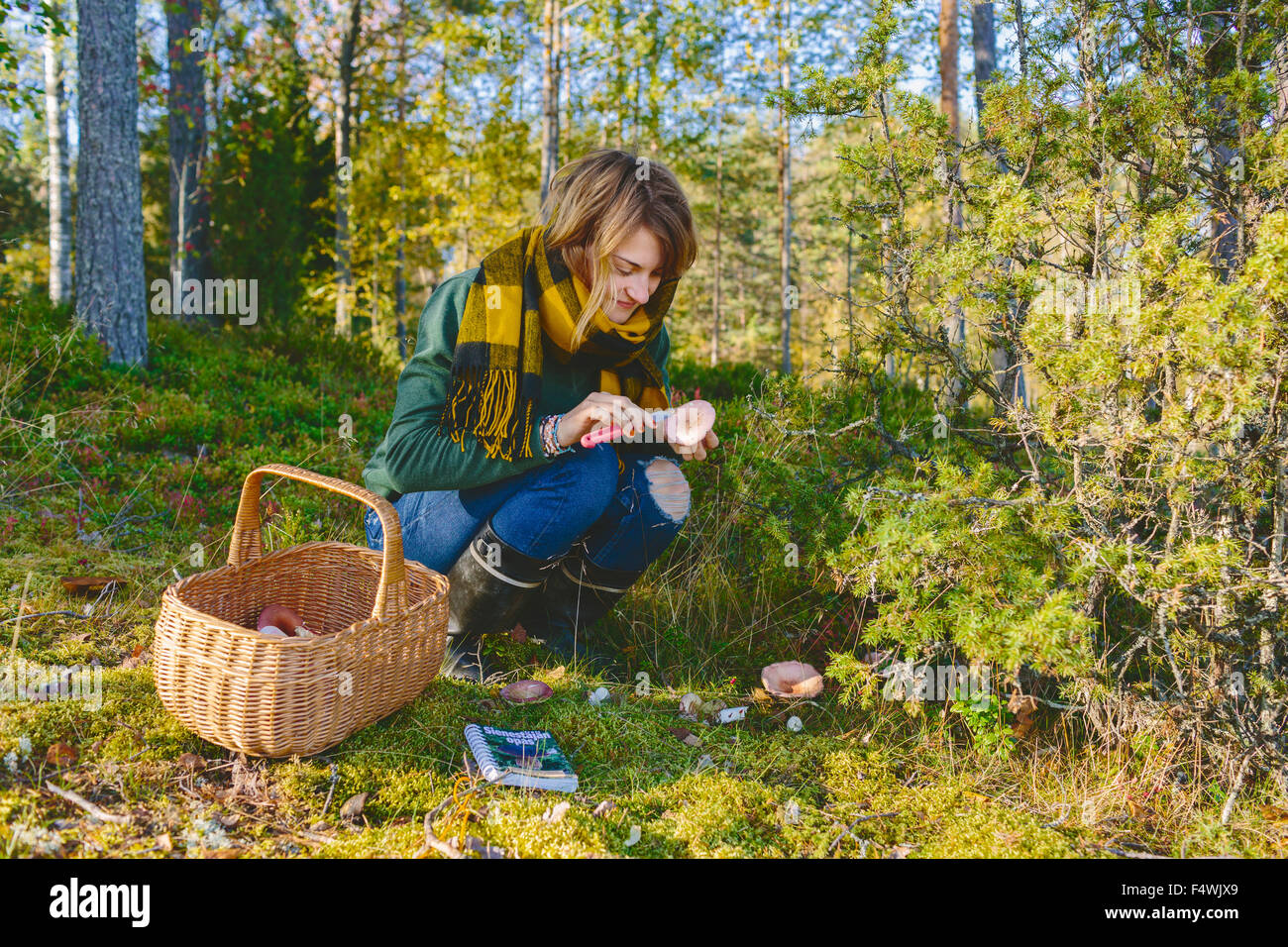 Picking mushrooms hi-res stock photography and images - Alamy