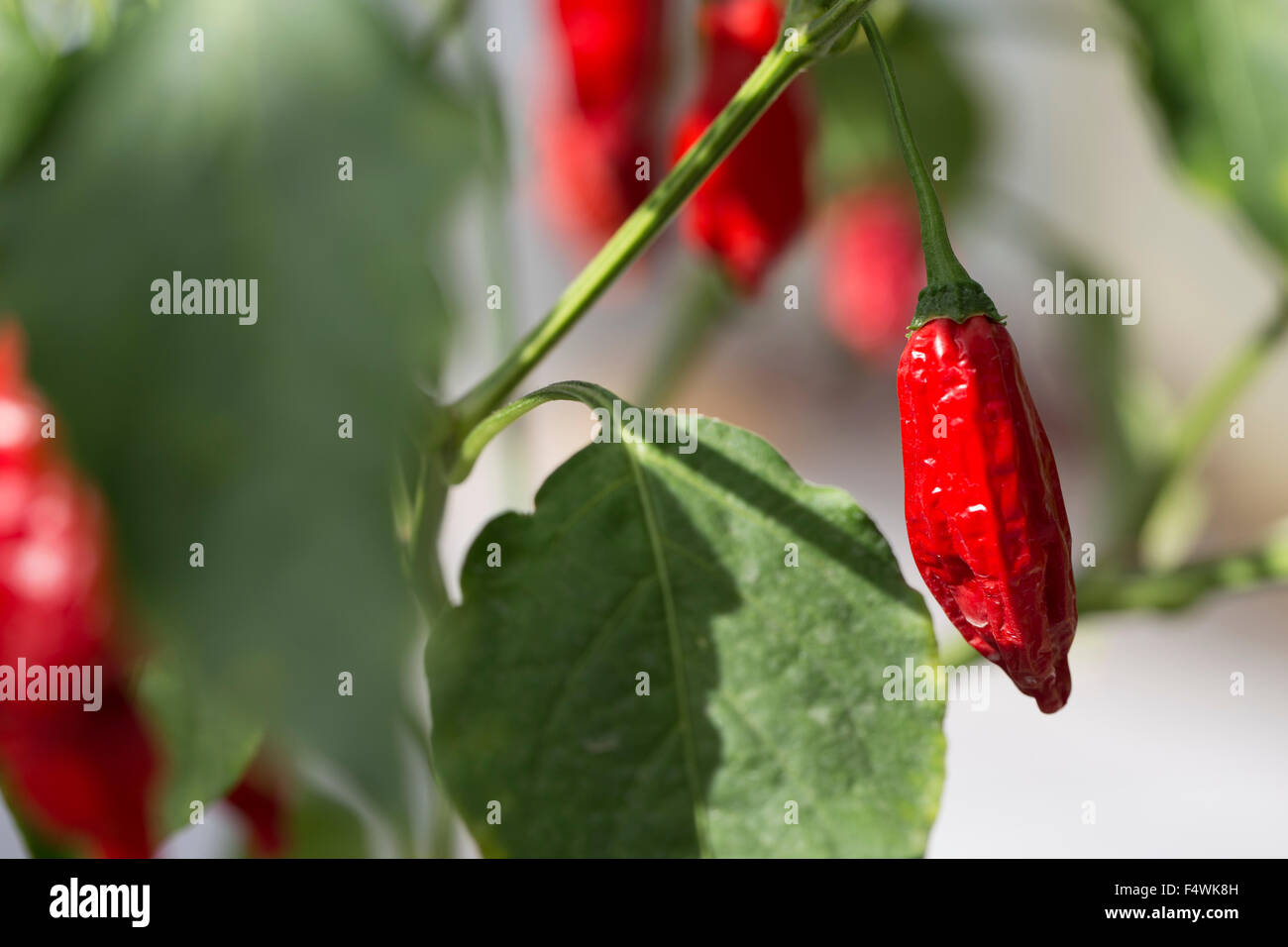 Red chilli crop hi-res stock photography and images - Alamy