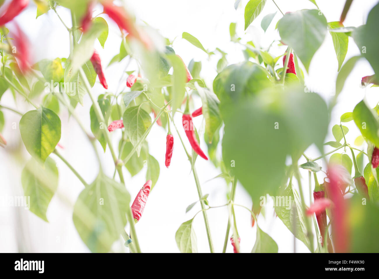 Red chilli crop hi-res stock photography and images - Alamy