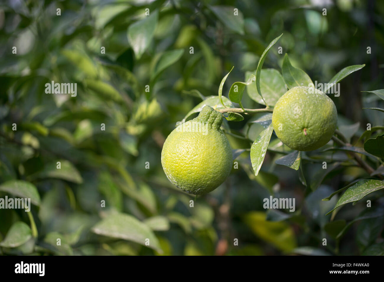 Hallabong hi-res stock photography and images - Alamy