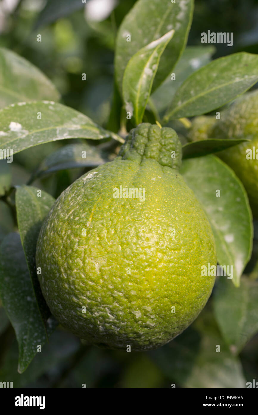 hallabong, orange, korean orange Stock Photo - Alamy