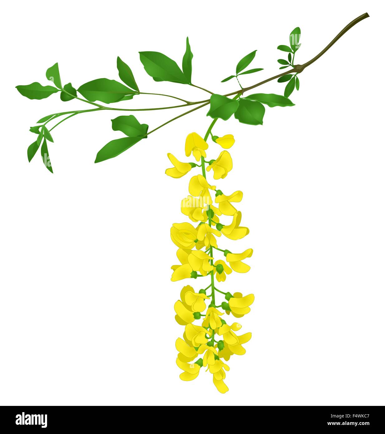 Green branch of yellow acacia isolated on white Stock Vector Image ...