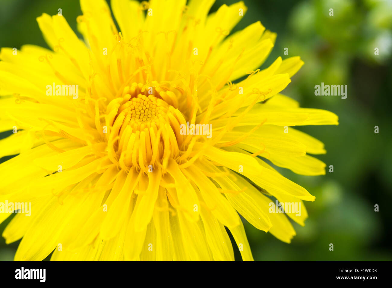 Yellow dandelion flower Stock Photo - Alamy