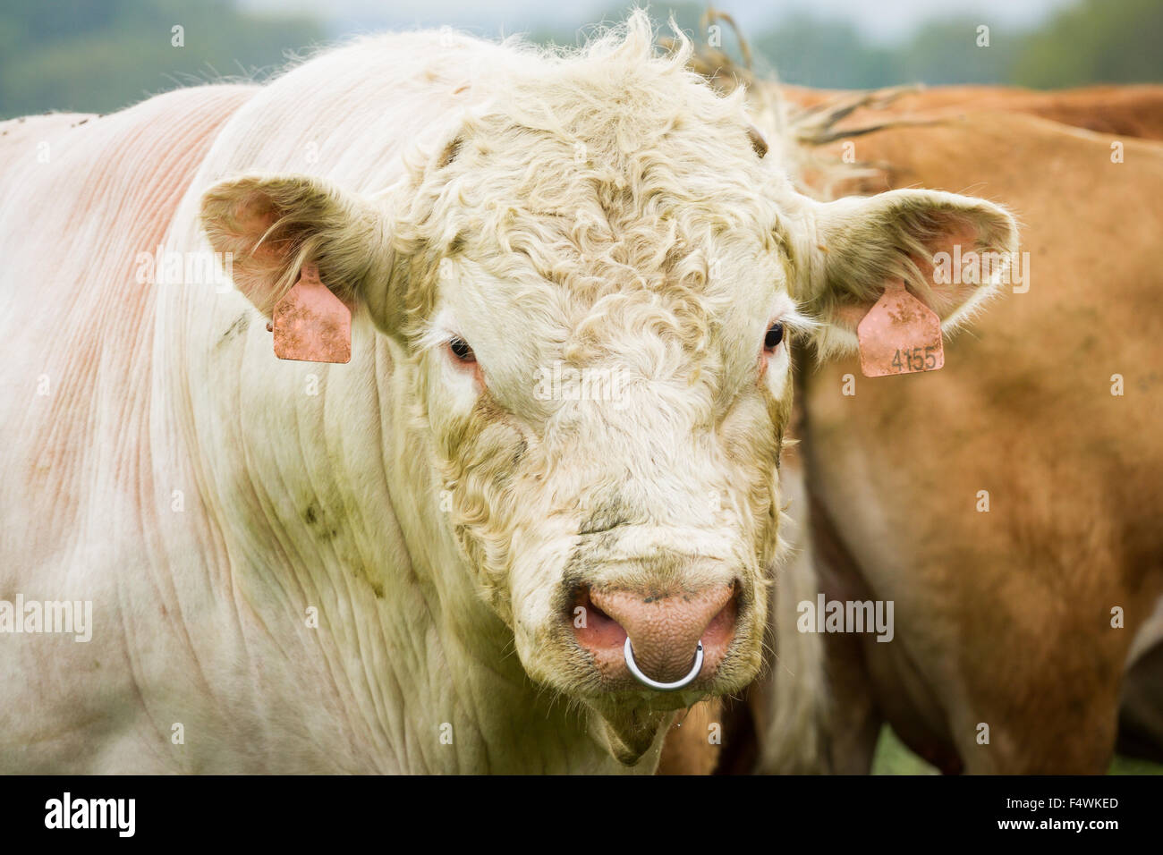 Bull calf bull cow hi-res stock photography and images - Alamy