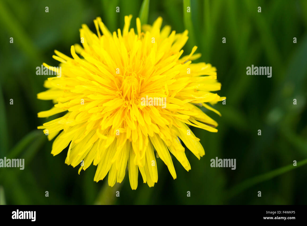 Yellow dandelion flower Stock Photo - Alamy