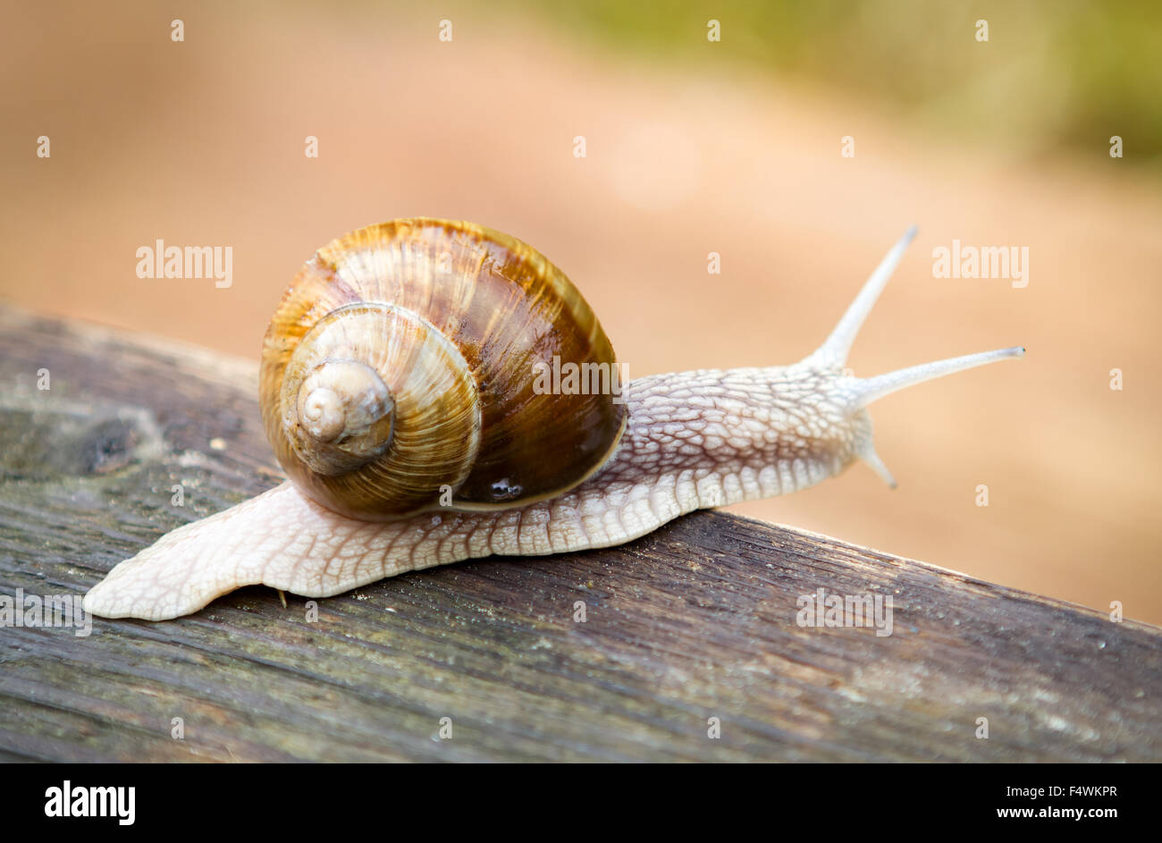 Snails after rain hi-res stock photography and images - Alamy