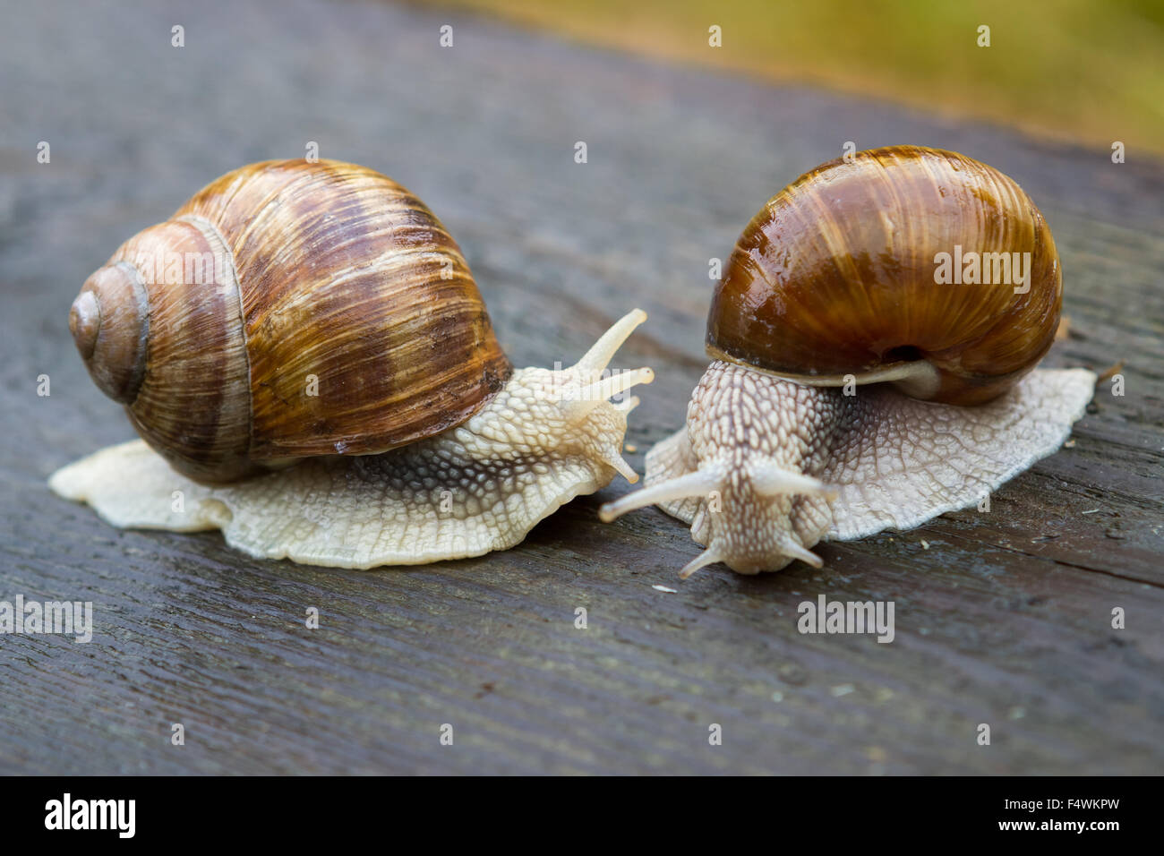 Big snails on wooden table after rain Stock Photo - Alamy