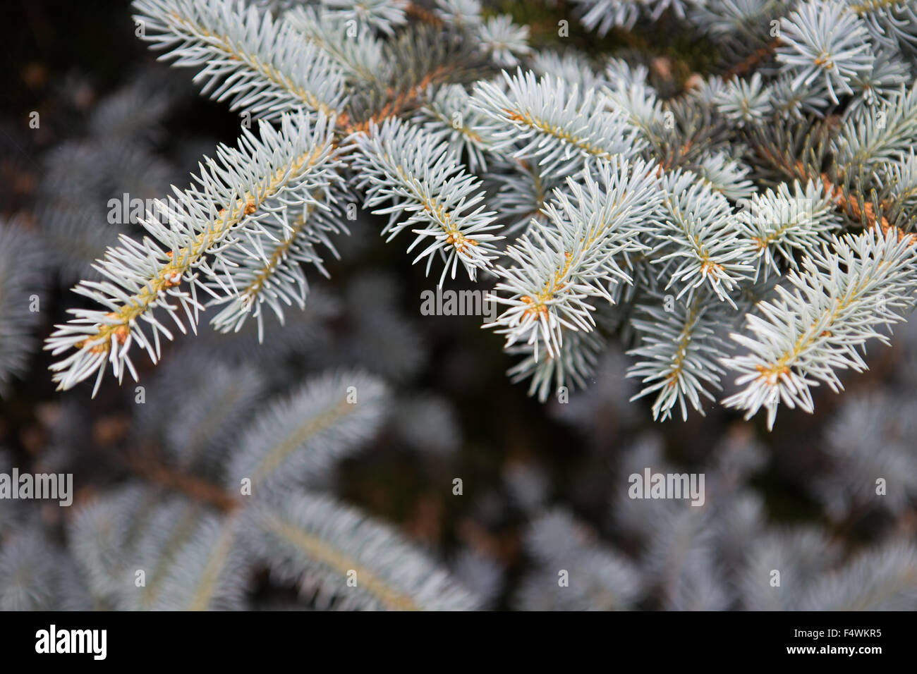 Branches of silvers pruce Stock Photo - Alamy