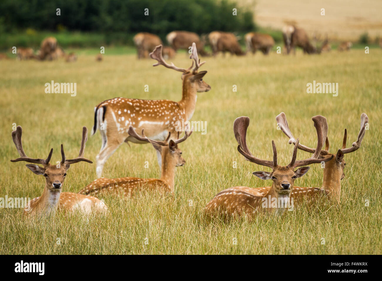 White hart fallow deer hi-res stock photography and images - Alamy