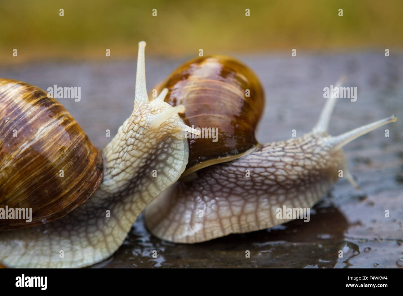 Snails after rain on hi-res stock photography and images - Alamy