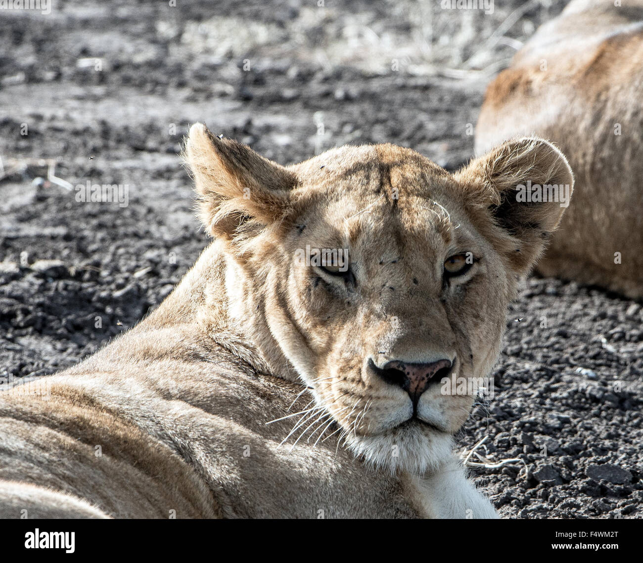 Lioness skin hi-res stock photography and images - Alamy