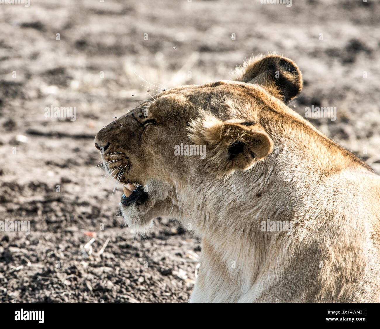 Sleeping huntress hi-res stock photography and images - Alamy