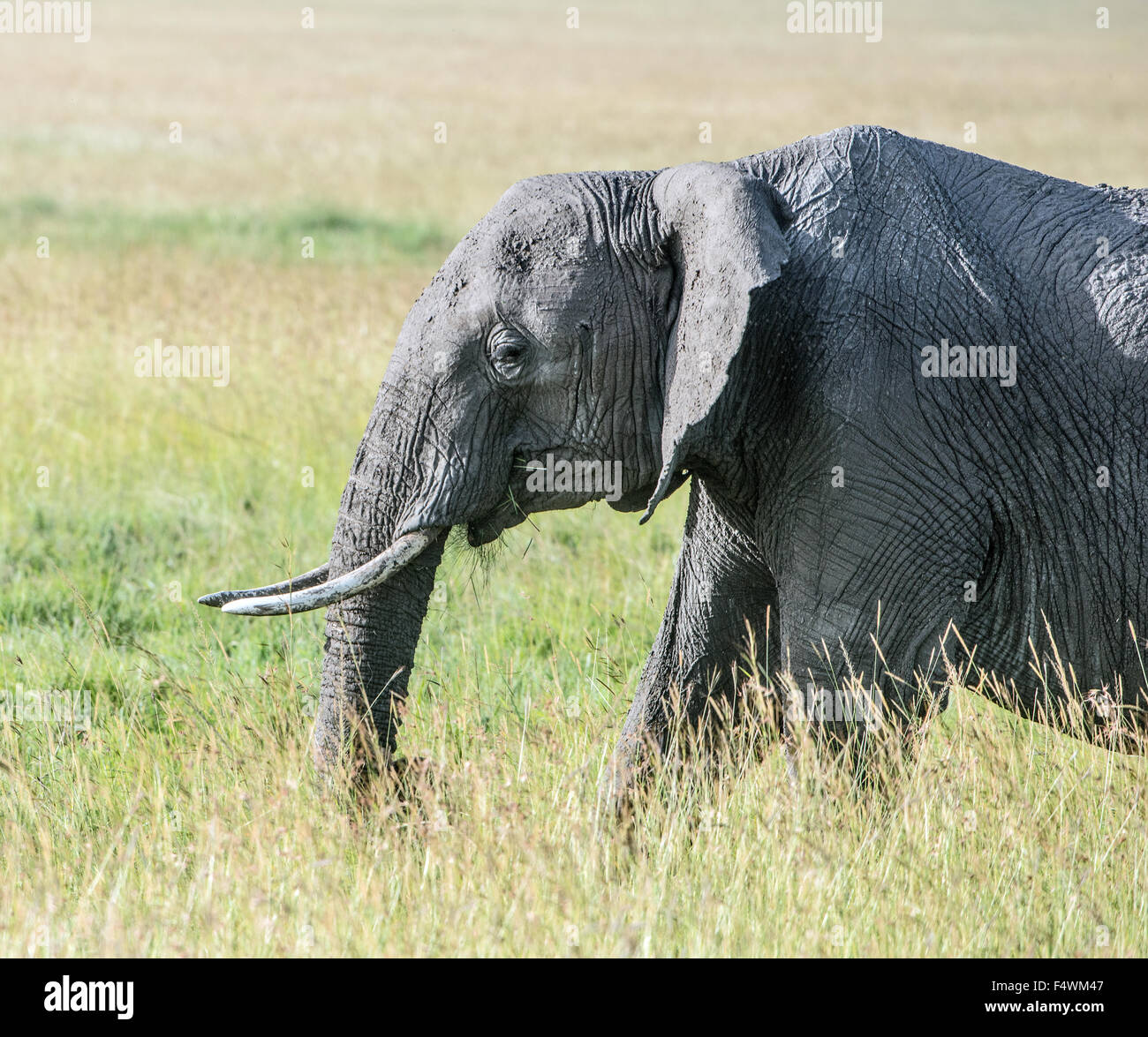 Bull elephant pulling up grass with his trunk Stock Photo - Alamy