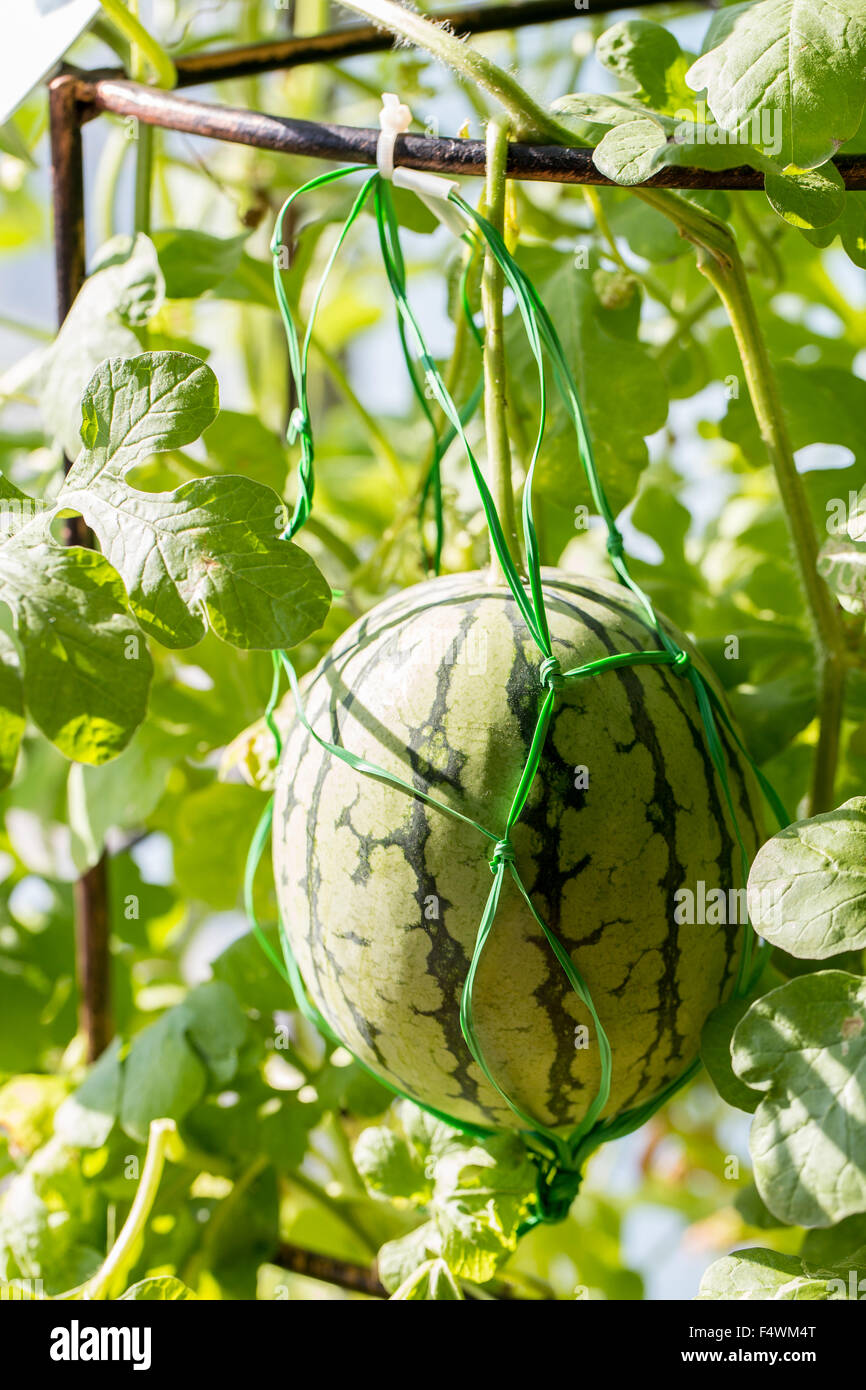 Watermelon stem High Resolution Stock Photography and Images - Alamy