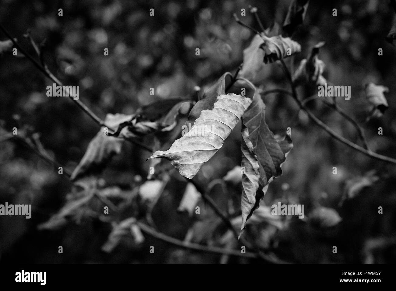 the leaves turn fall colors at a residence in a wooded area on the west ...