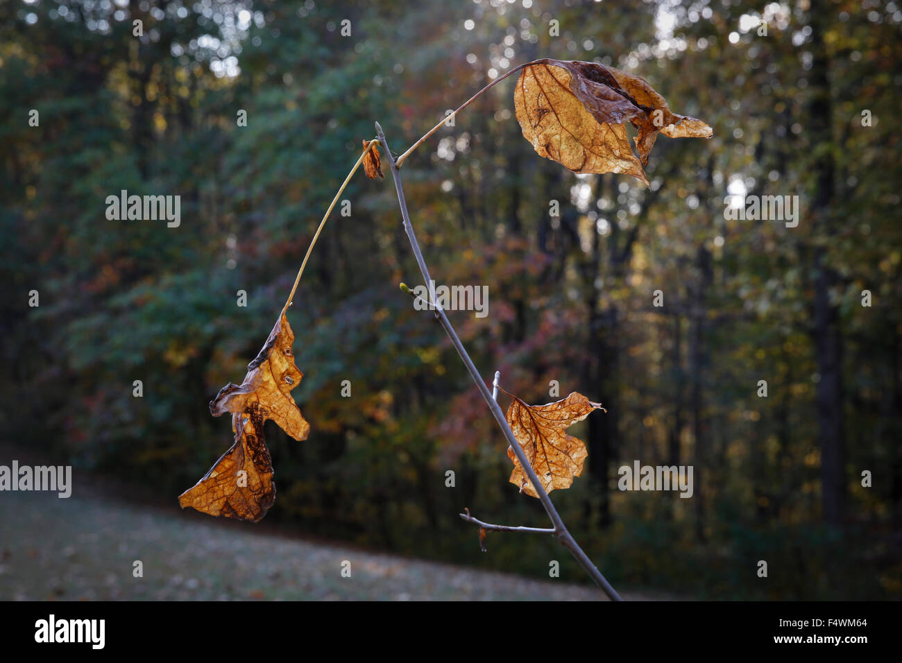 the leaves turn fall colors at a residence in a wooded area on the west ...