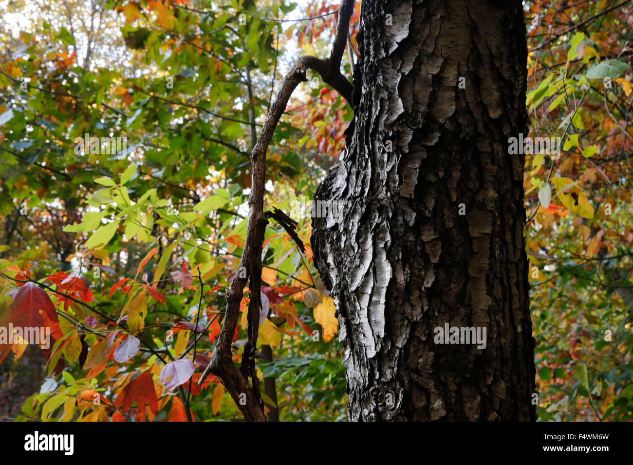 the leaves turn fall colors at a residence in a wooded area on the west ...