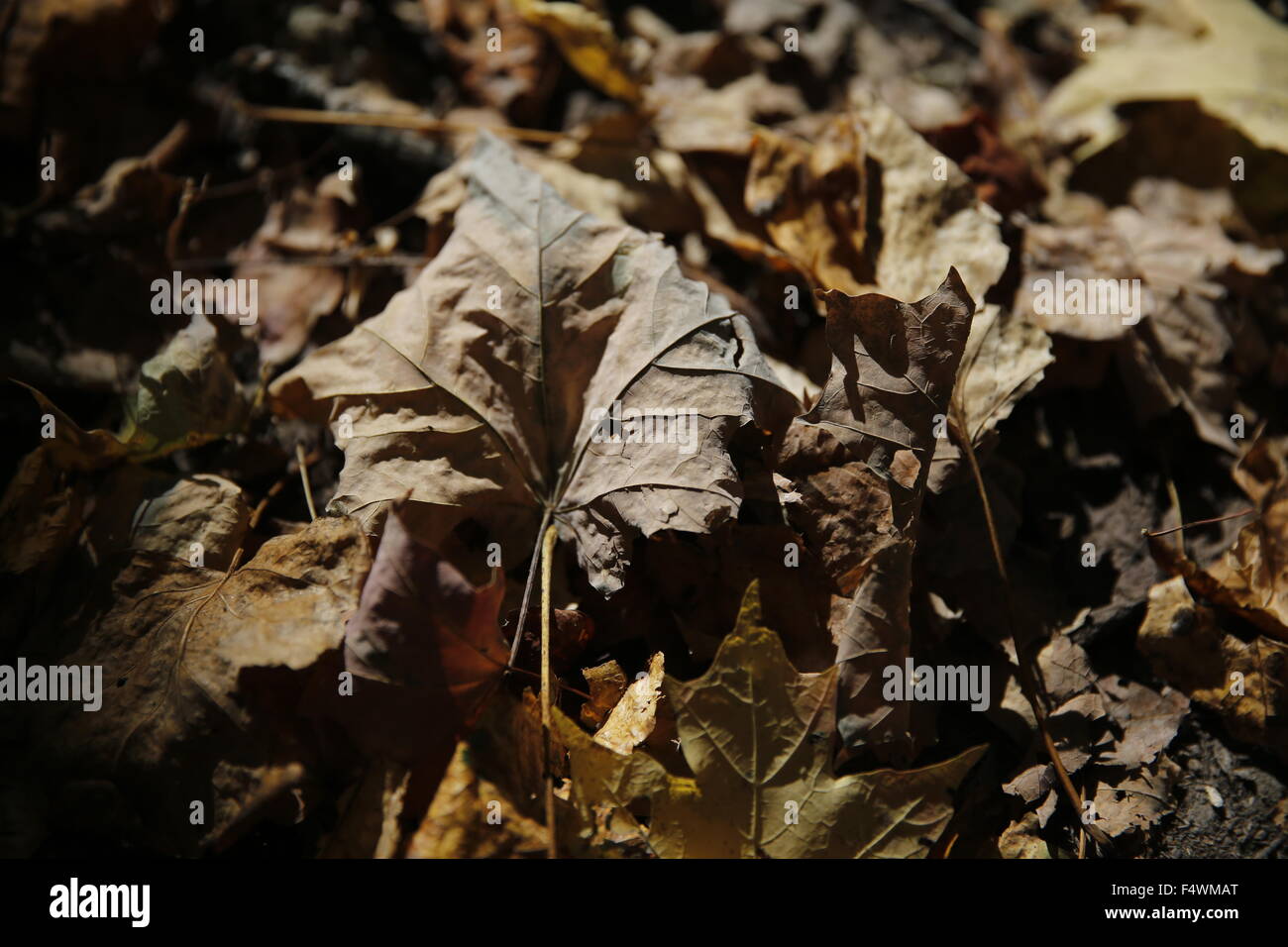 Indiana hiking trail hi-res stock photography and images - Alamy