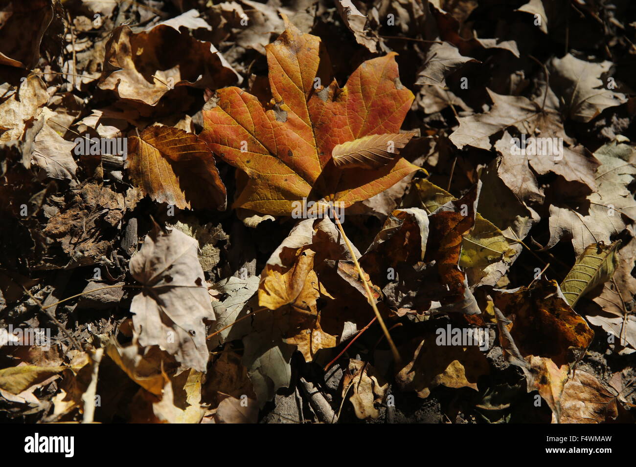 Winslow Nature Trail fall leaves Bloomington, Indiana. 2015 Stock Photo ...