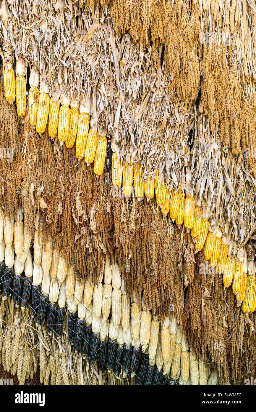 Grain corn hi-res stock photography and images - Alamy