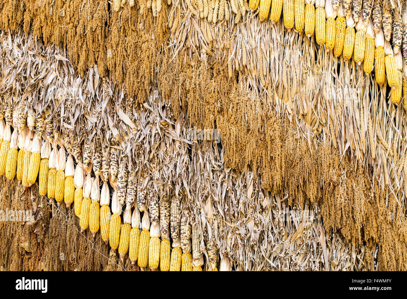 Grain corn hi-res stock photography and images - Alamy