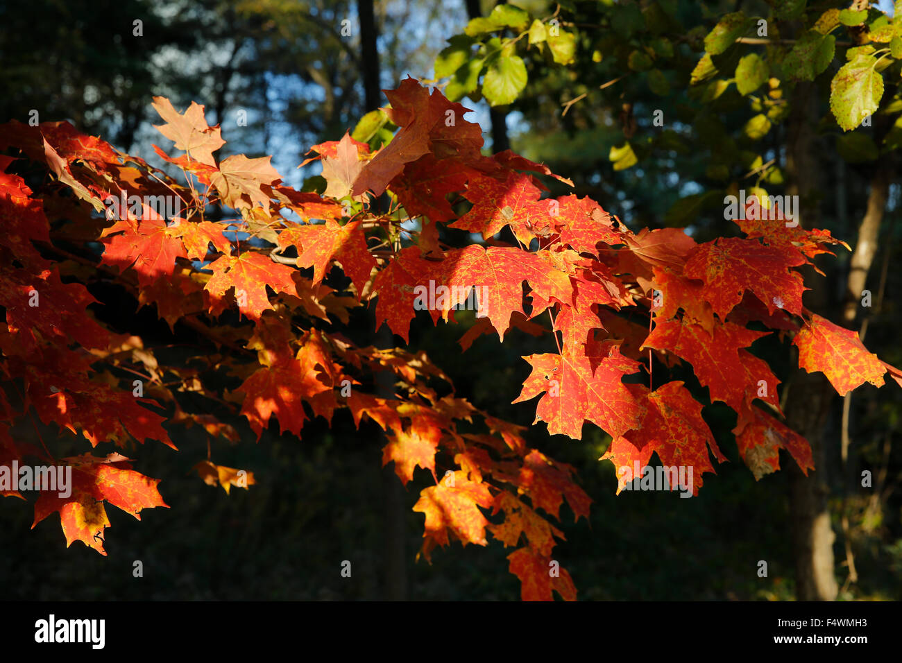 the leaves turn fall colors at a residence in a wooded area on the west ...