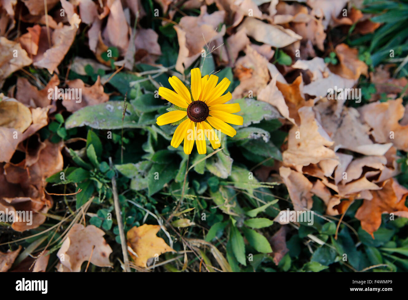 flower rising out of fall leaves the leaves turn fall colors at a ...
