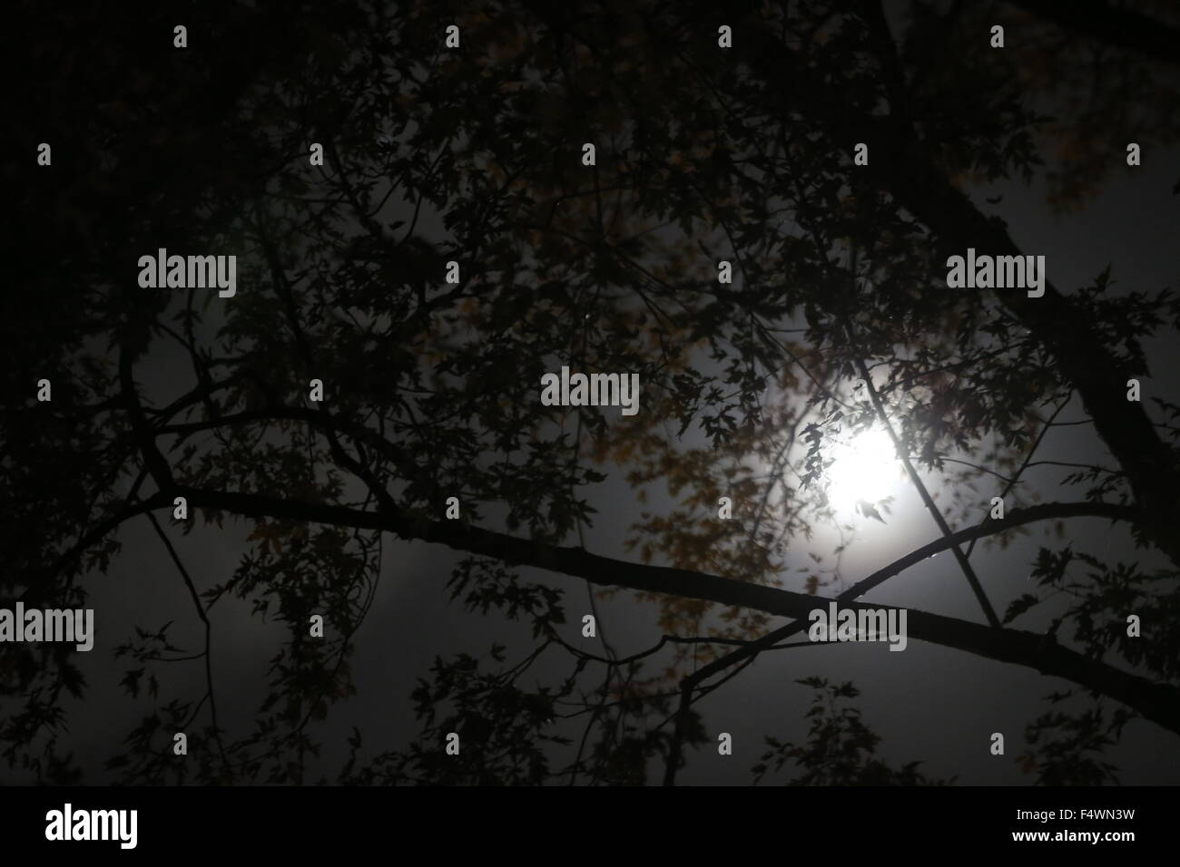 An autumn moon illuminates leaves on a tree in Indiana Stock Photo - Alamy